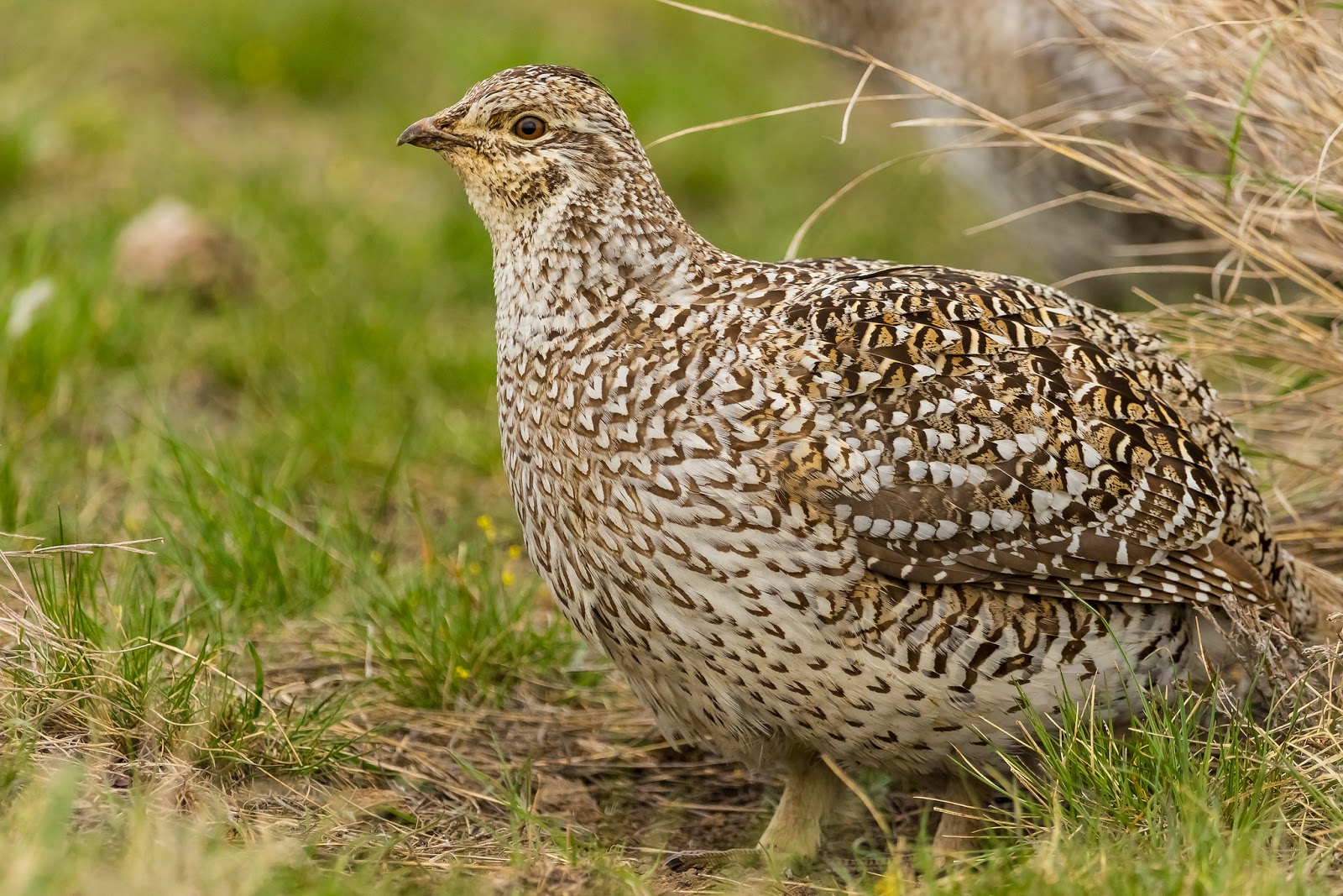 The magic of seeing Sharp-tailed Grouse on the Lek!