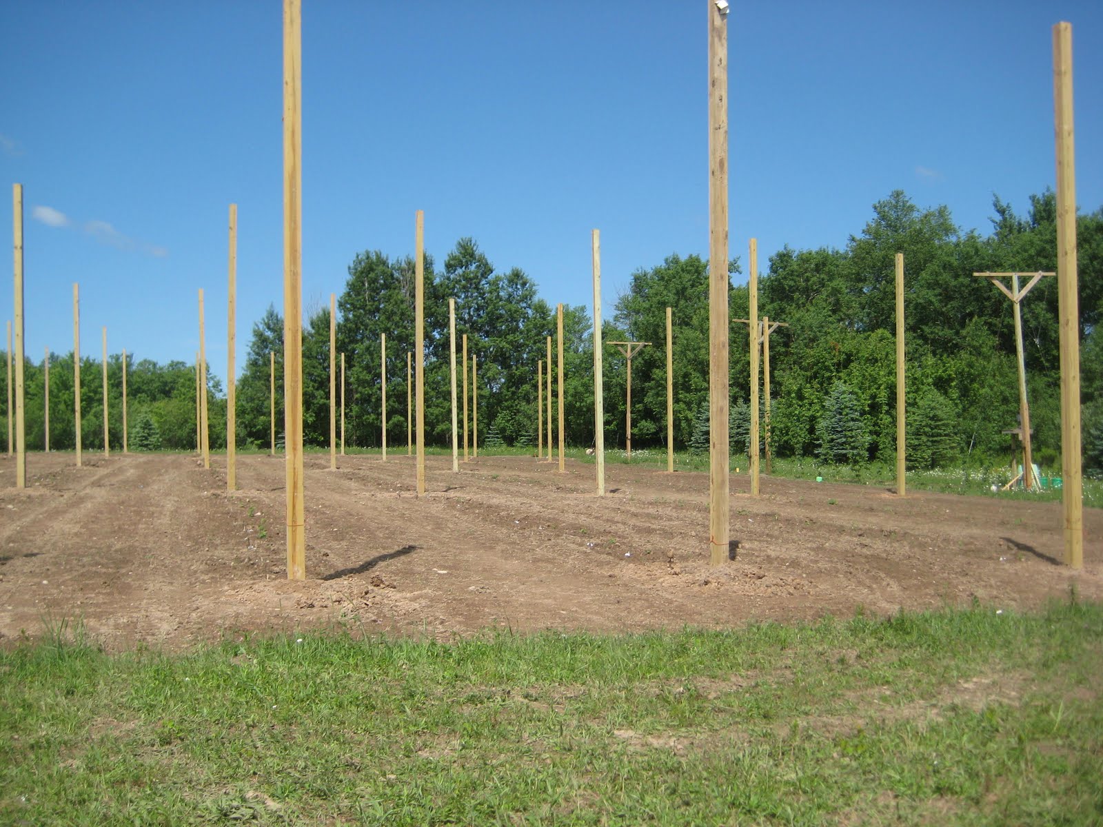 Michigan Hops Farm: Hops Poles Must Be Planted - Now..