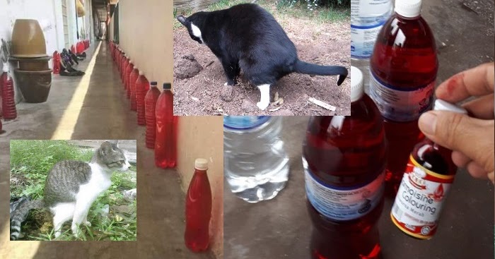 Petua Elak Kucing Berak Dan Kencing Merata Tempat Dengan Botol Meneral ...