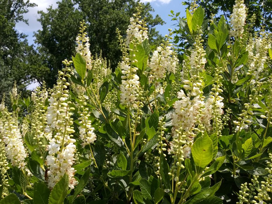 Future Plants by Randy Stewart: Clethra