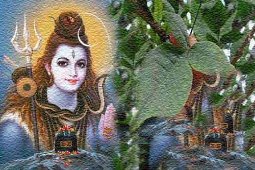 108 Bel Patra Offering To Shiva To Overcome Money Problems | Hindu Blog