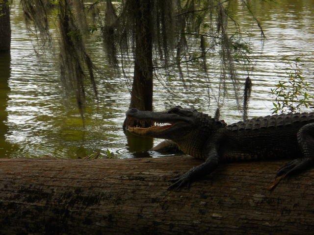 Louisiana Swamp Tour Information: Lafayette, Louisiana Swamp Tours