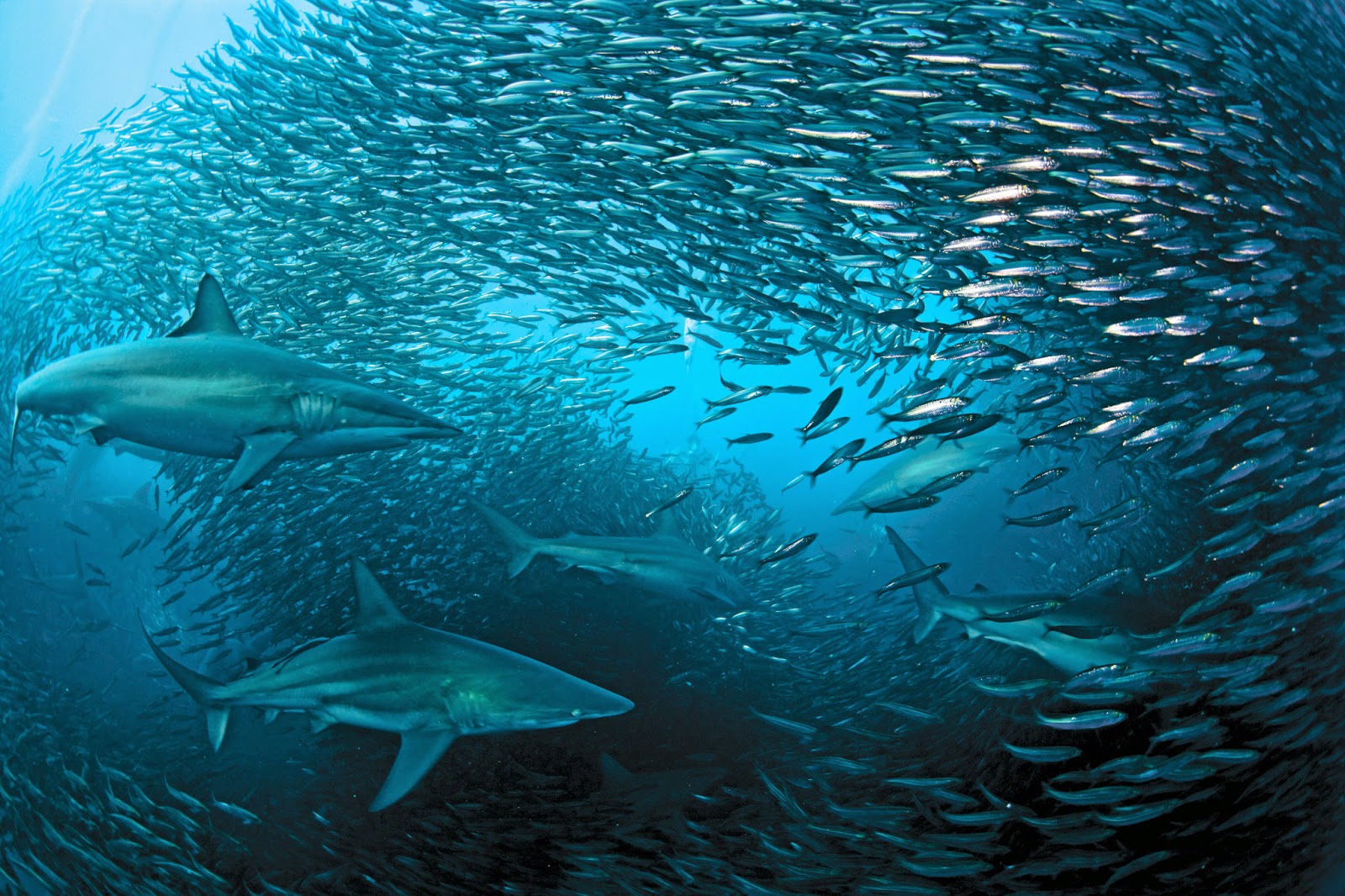 National Geographic Captures "The Greatest Shoal On Earth."