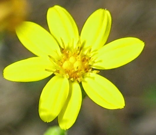Discovering His Creation: Narrowleaf Silkgrass - Grassleaf Golden Aster ...