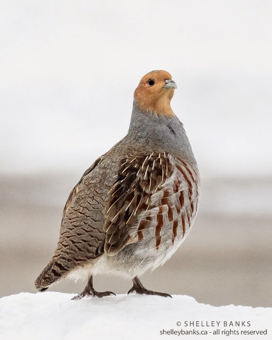 Prairie Nature: A Pair of Wintery Gray Partridges Drop By