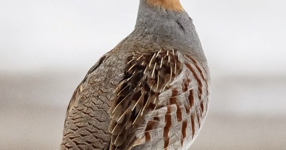 Prairie Nature: A Pair of Wintery Gray Partridges Drop By