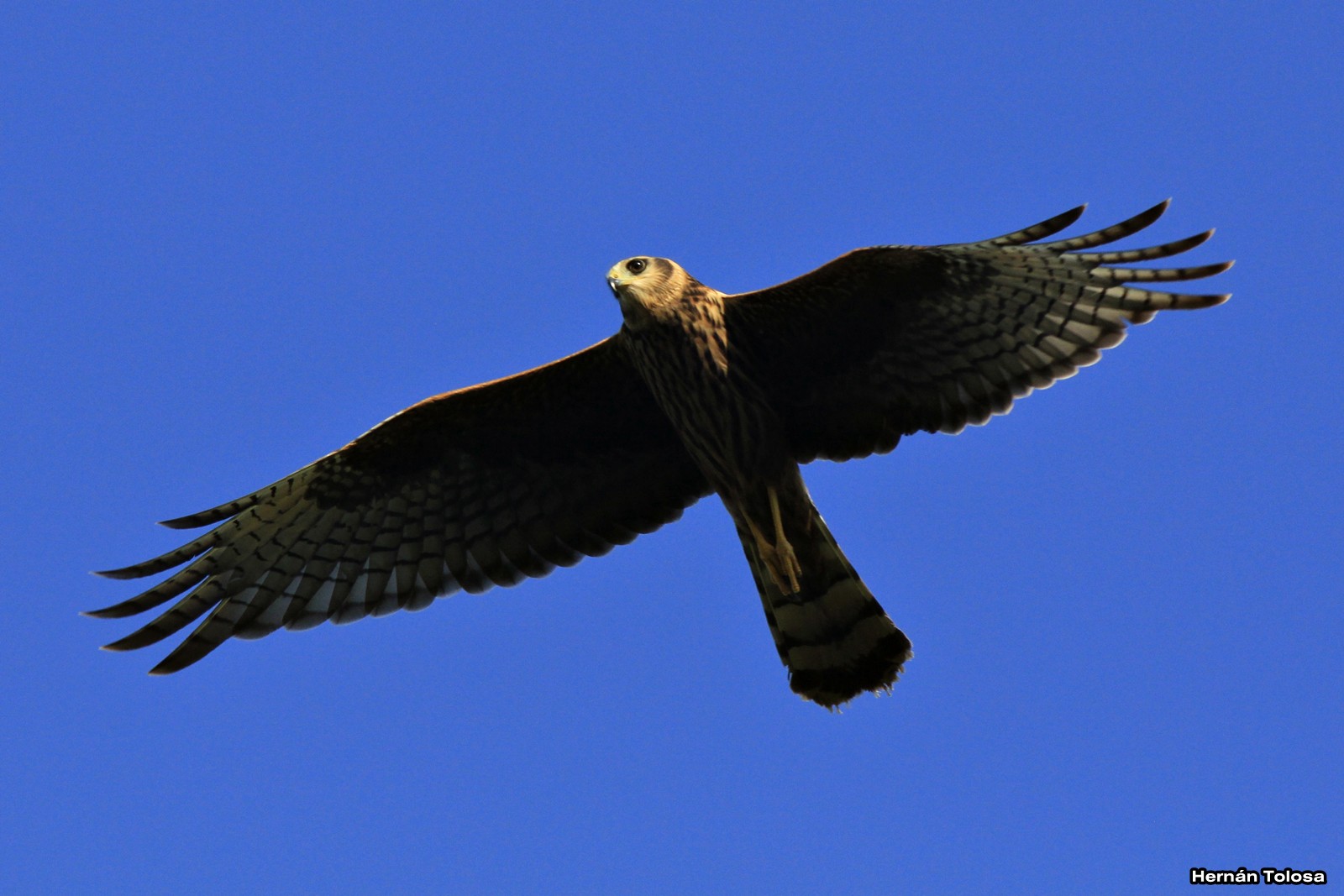 Aves Bonaerenses: Juveniles de gavilán planeador