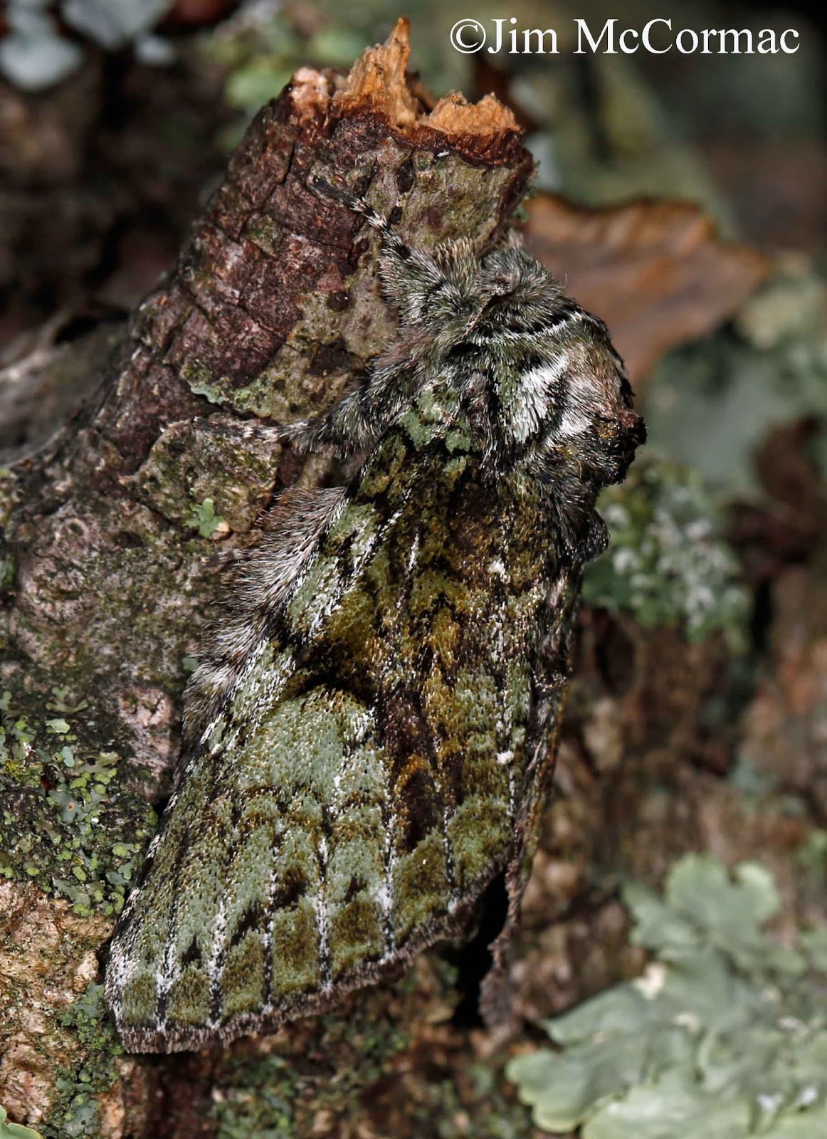 Ohio Birds and Biodiversity: Some more Mothapalooza highlights