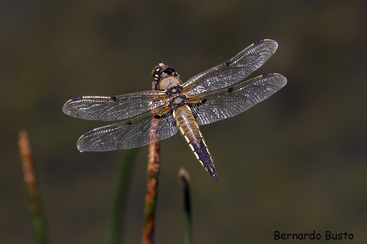 RÍA DE LA VILLA: agosto 2011