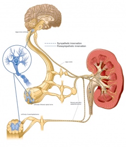 anatomi " Dian Husada ": Anatomi Internal Bledder