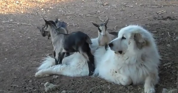 White Wolf : Baby Alpine Goats Climb on Great Pyrenees Guardian Dog (Video)