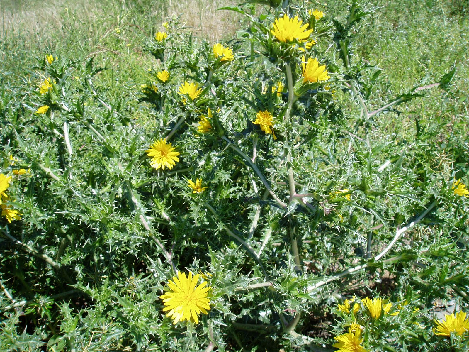CARDILLO: Scolymus hispanicus | Plantas rioMoros