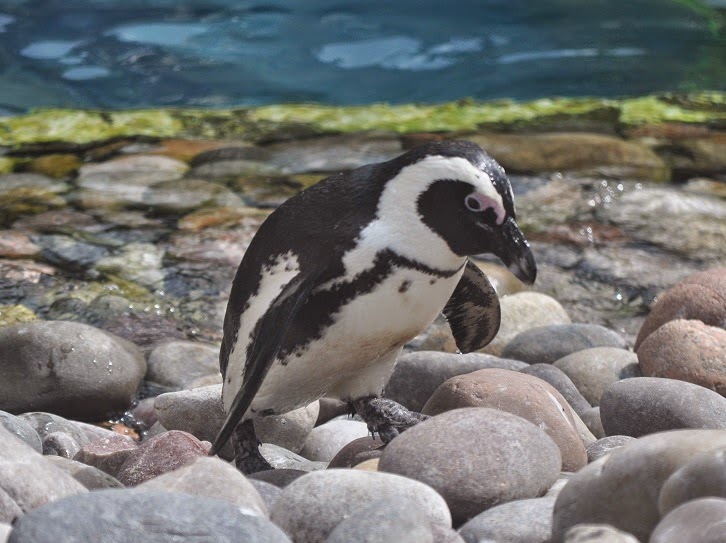 ZOOTOGRAFIANDO (6.100 ANIMALS): PINGUINO DEL CABO / AFRICAN PENGUIN ...