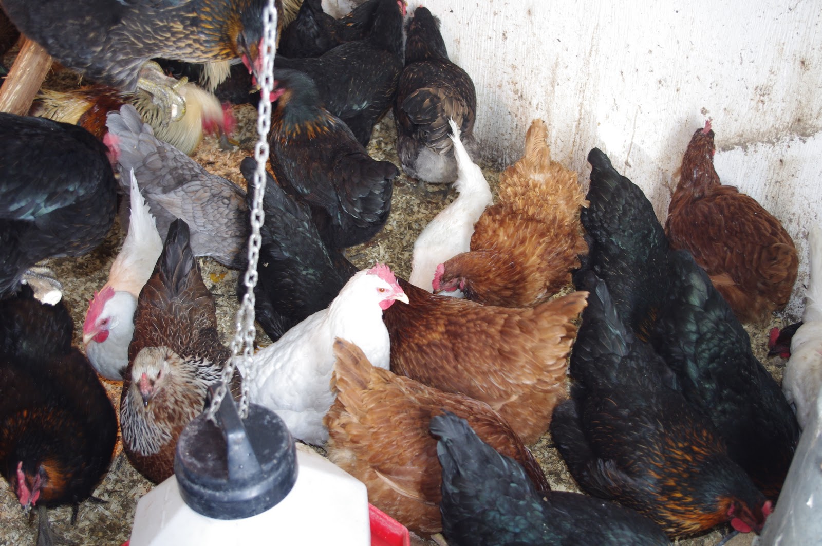 Aagaard Farms THE VINE: Combining Two Chicken Flocks