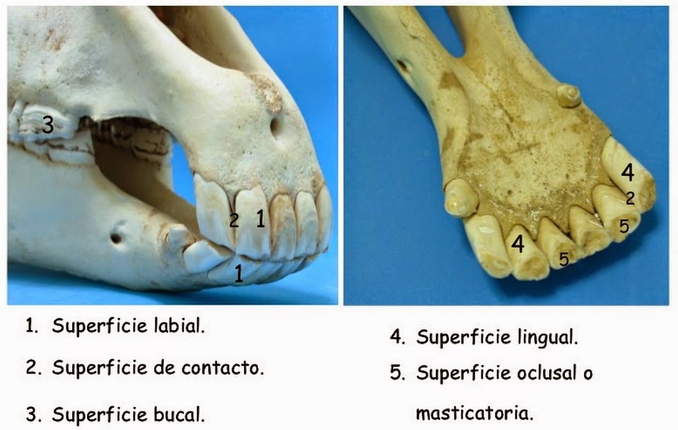 Buscando el ideal: Dentición de los bovinos