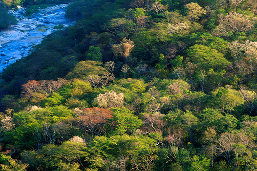 Ecosistemas Mexicanos: Selvas Secas