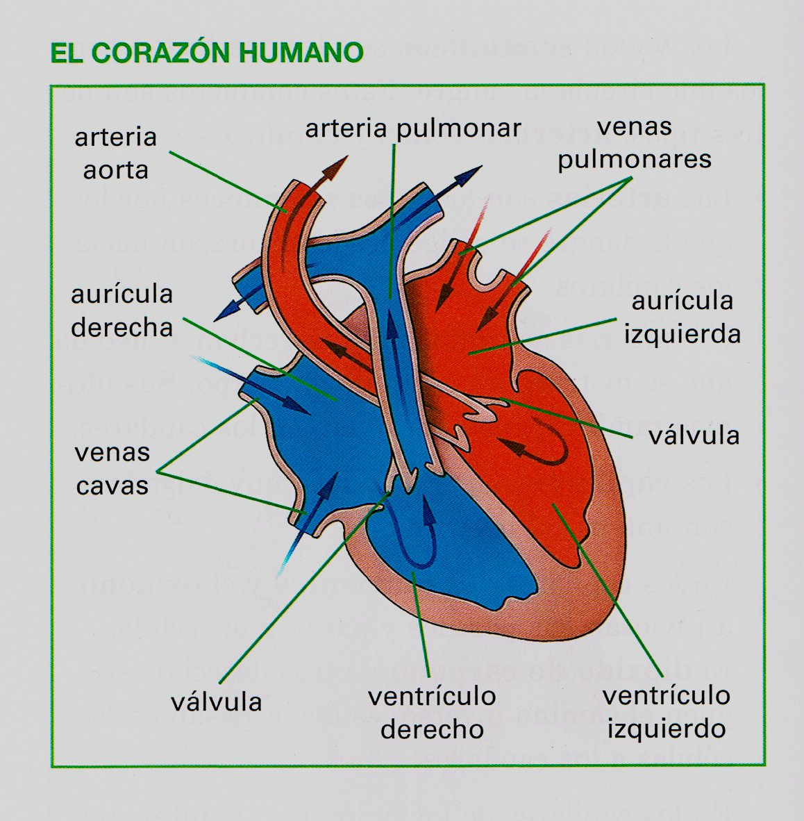 Mas allá del aula... ;): Esquema del corazón. Trabajo conjunto ...