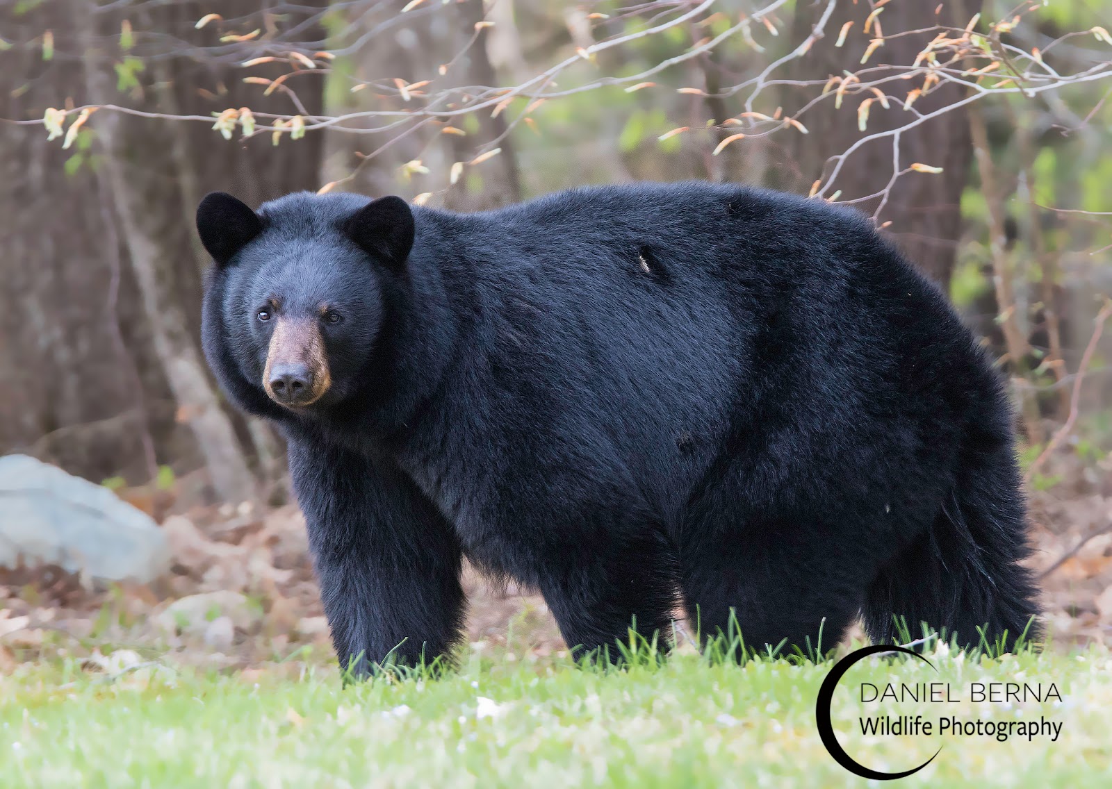 Daniel Berna Photography: Black Bears - Newbury, Vermont