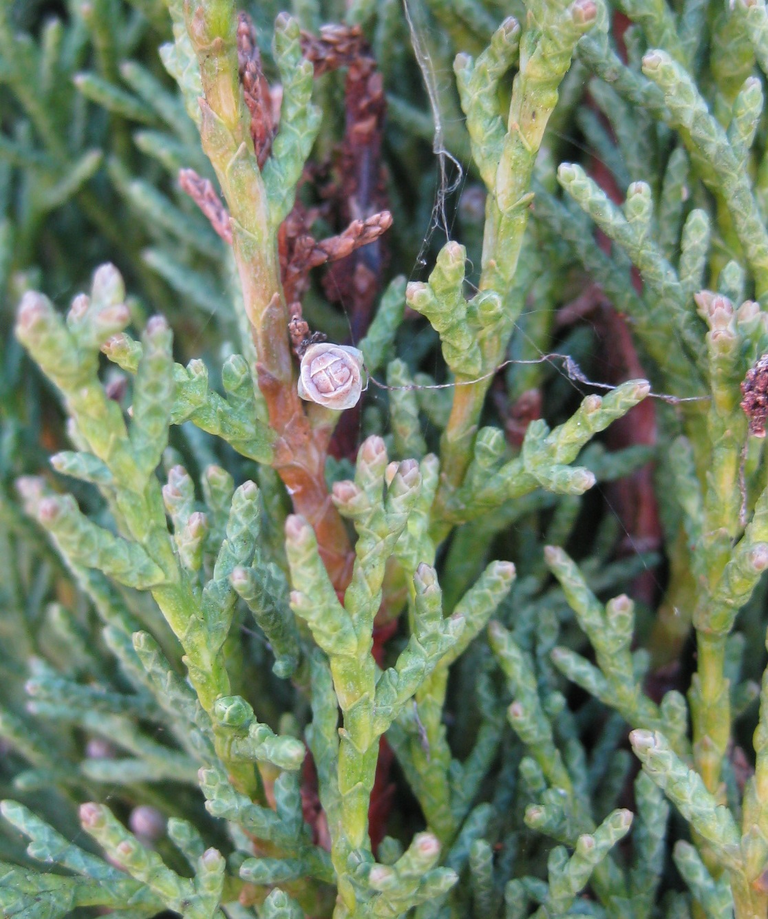 Trees of Santa Cruz County: Cupressus sempervirens 'Stricta' - Italian ...