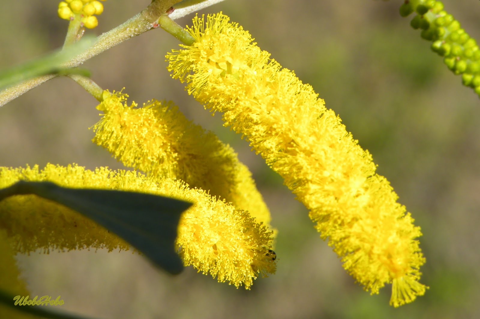 Ubobo Flowers: Lovely Golden Wattle