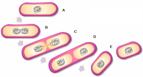 Reproducción y Educación Sexual