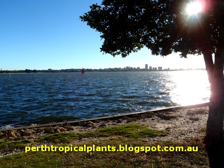 Perth Tropical Plants: Growing Tropical Plants in Perth, Western Australia