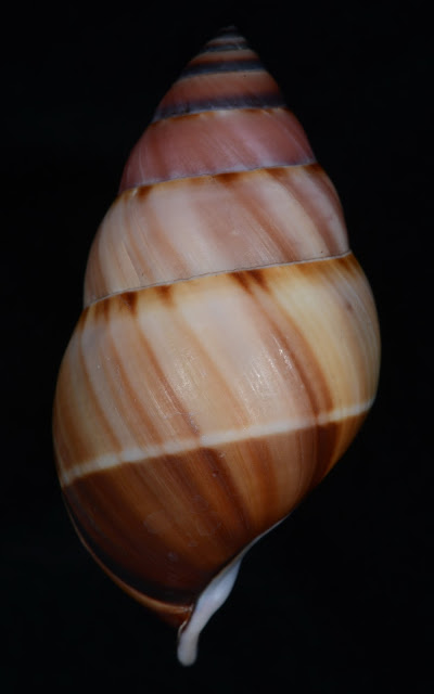 Dr. Lee's Gallery Museum: Amphidromus inversus annamiticus 53.03mm ...