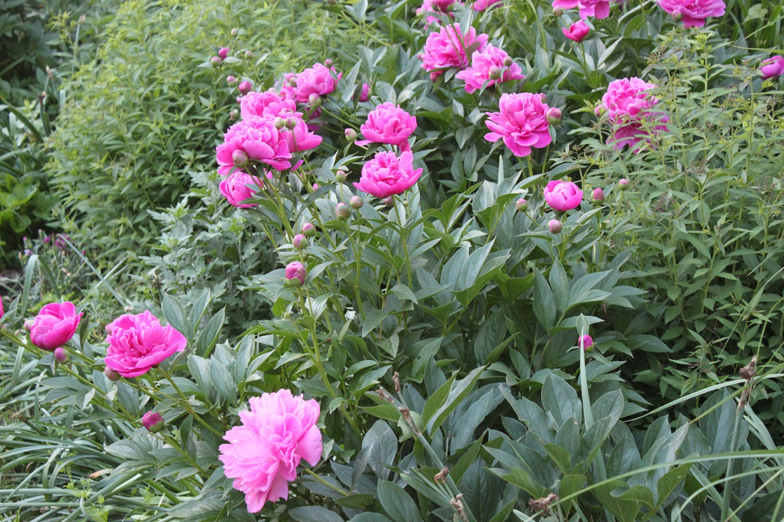 Pat's Addition: Peony Patch Glory