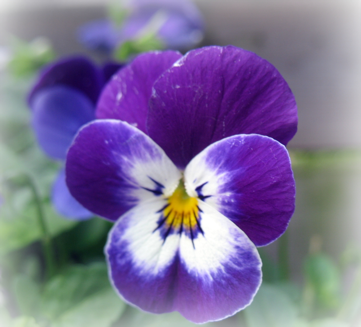 saisir le jour: Een snelle freubel en viooltjes.