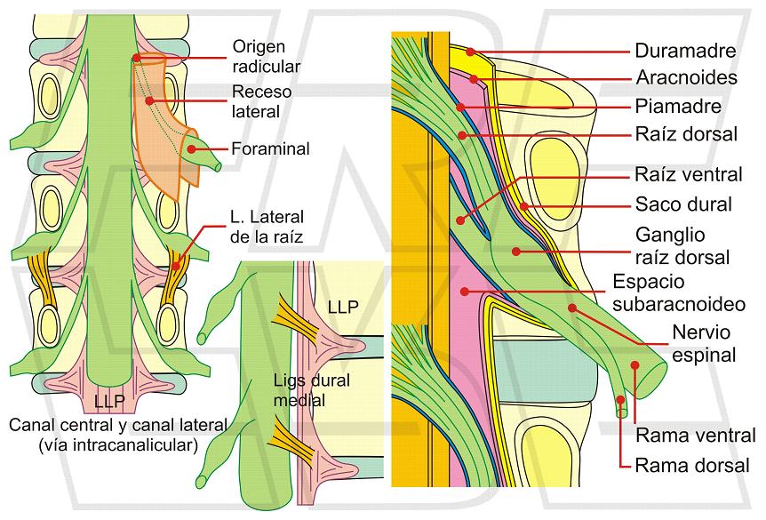Fisioimágenes: Un recuerdo visual del nivel lumbar