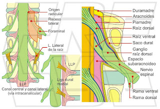 Fisioimágenes: Un recuerdo visual del nivel lumbar