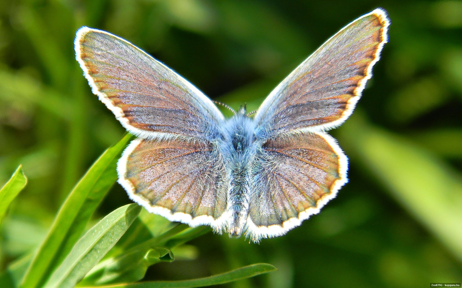 BOGLARKA FLOWER photos - wallpapers | the fun bank