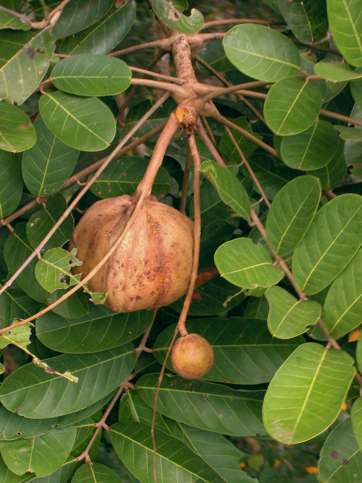 Bosque Tropical Húmedo en C.R.: Flora y Fauna