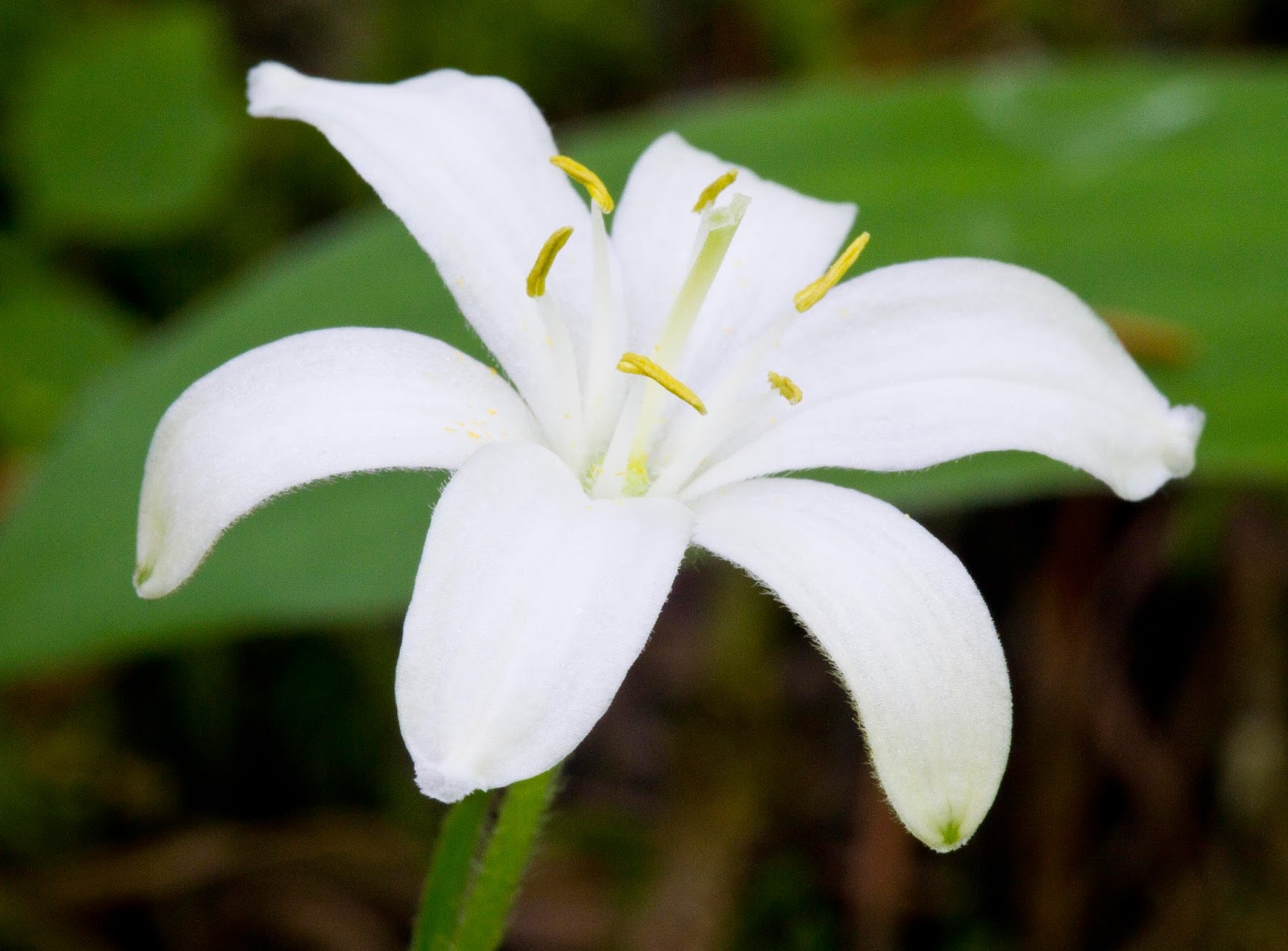 NWflora: Queen's Cup, Clintonia uniflora
