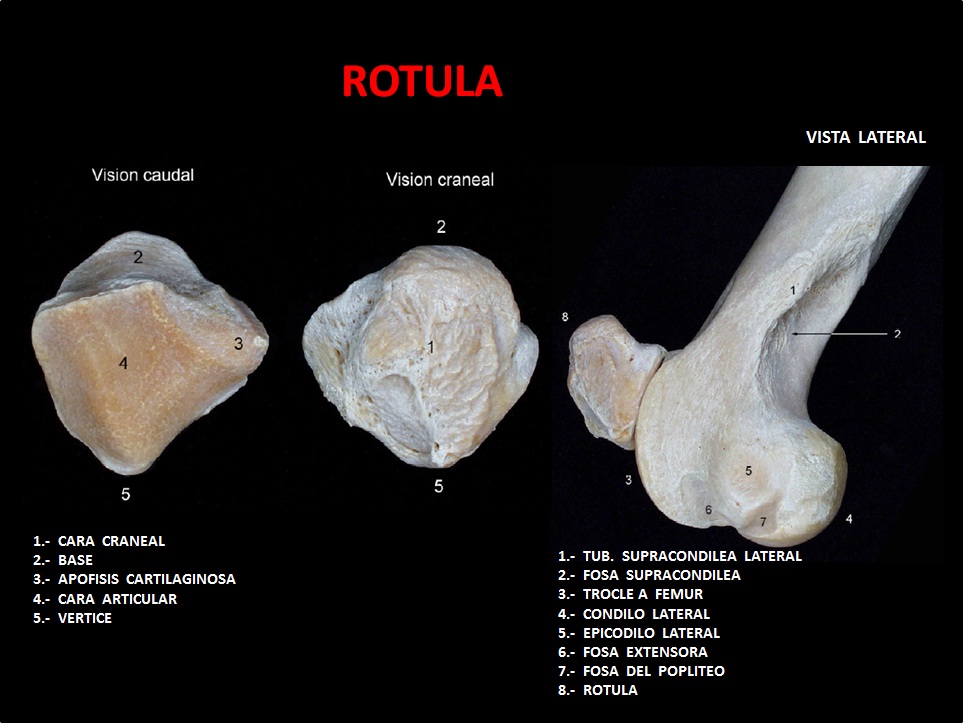 El caballo: El caballo
