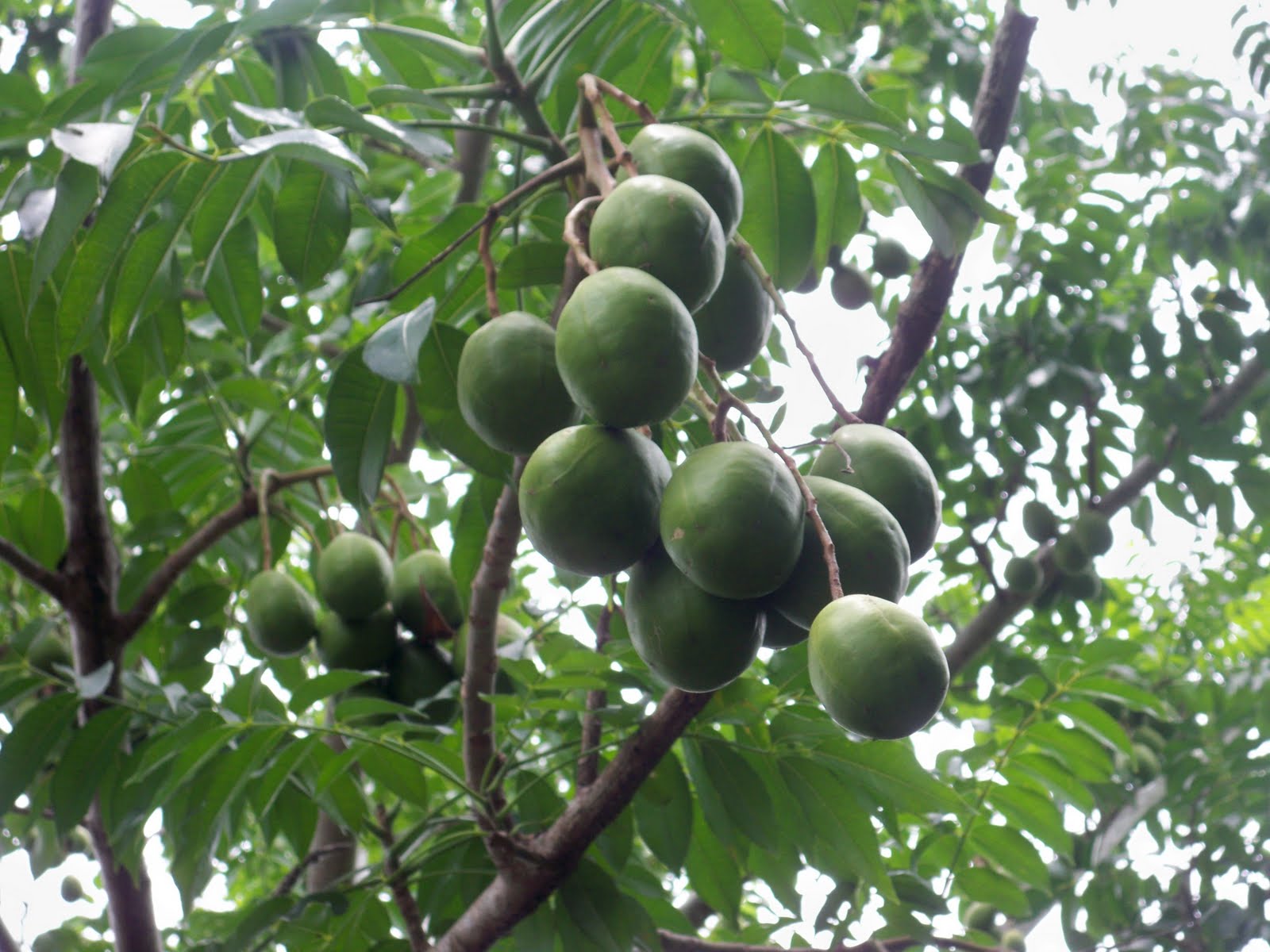 Jamaican Foodie: Jamaican Food Glossary