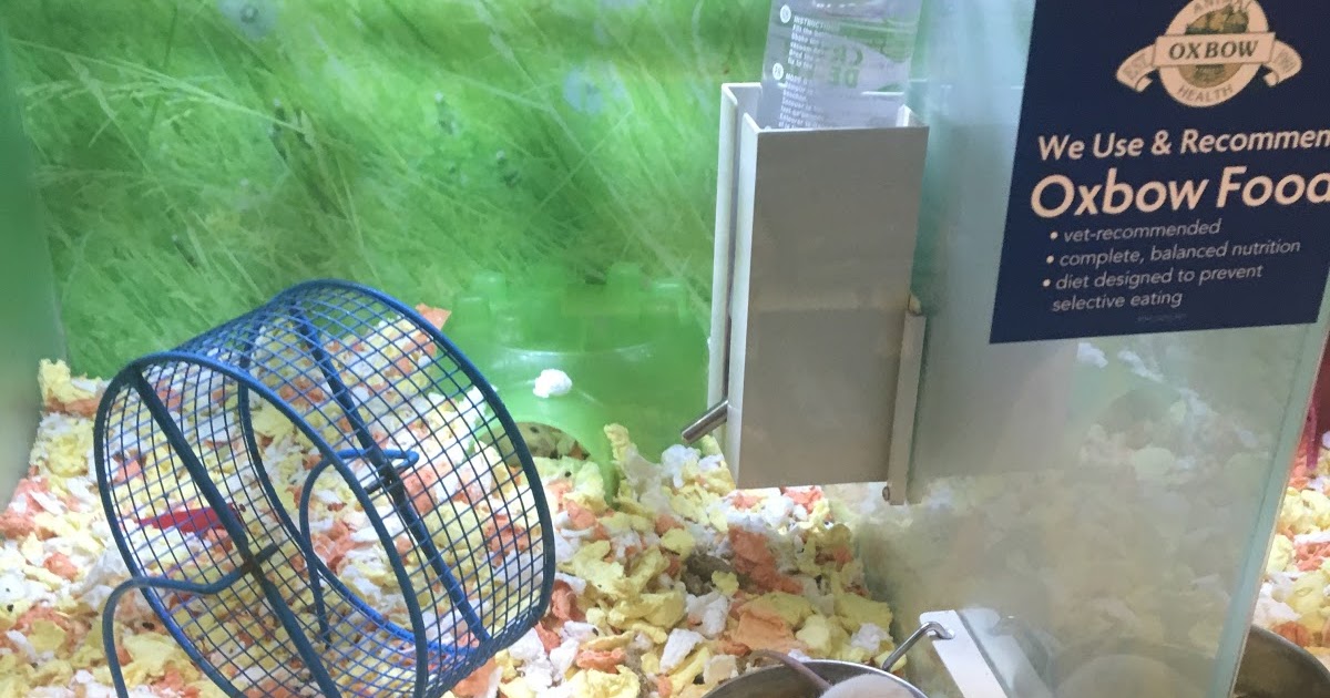 Amber's Ap Biology Blog: A Primary Consumer