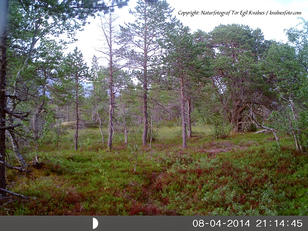 Naturfotograf Tor Egil Kvalnes: Elg i sommerskogen - viltkamera