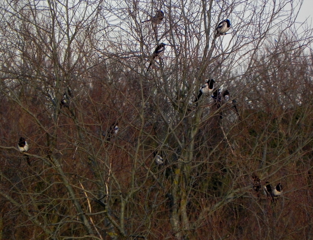 Birding the southern Medway: The Magpie winter roost at Berengrave