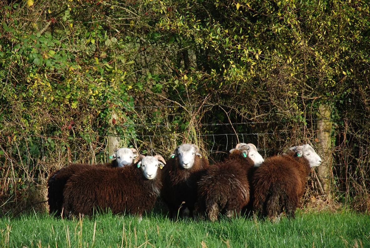The Curious Farmer: Herdwick Hogget with Anchovies, Garlic & Thyme