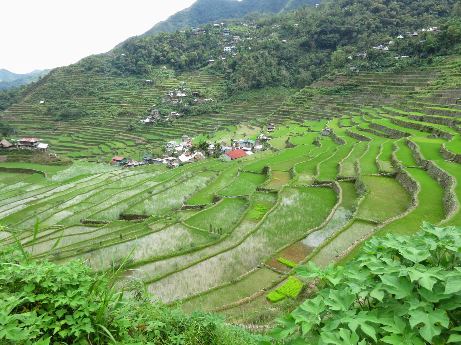 The Escapades of Jam and Lam: The rice terraces of the Philippine ...