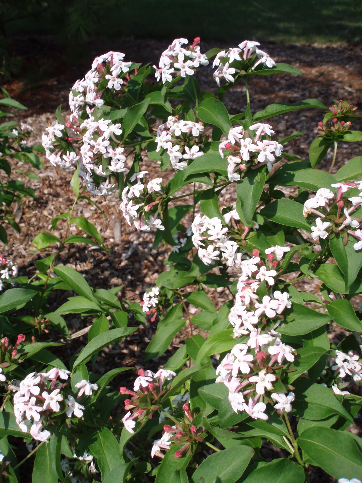 Rotary Botanical Gardens - Hort Blog: Fragrant Abelia
