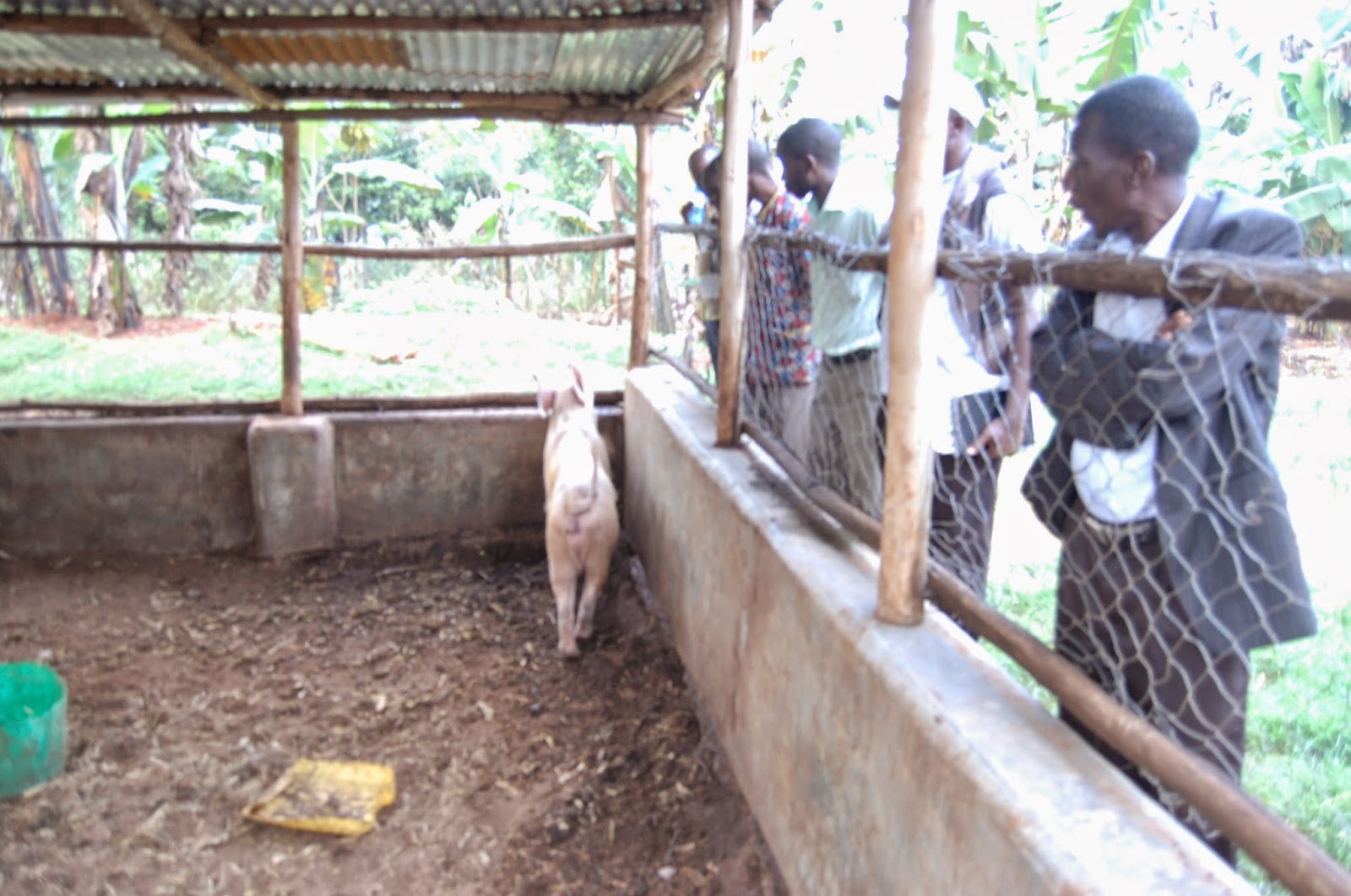 Pig Production and Marketing Uganda Limited