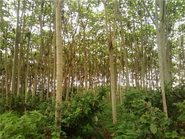 VIVERO HABITAT NATIVO: ARBOL BUCARO
