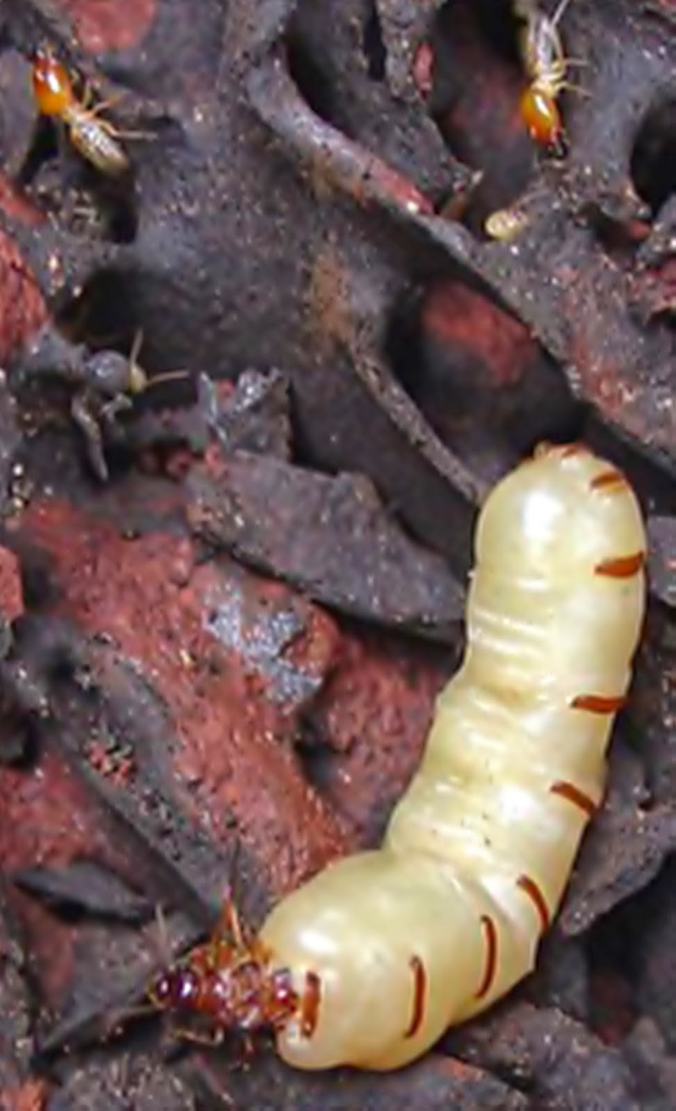 Blog do Edu Ambiental