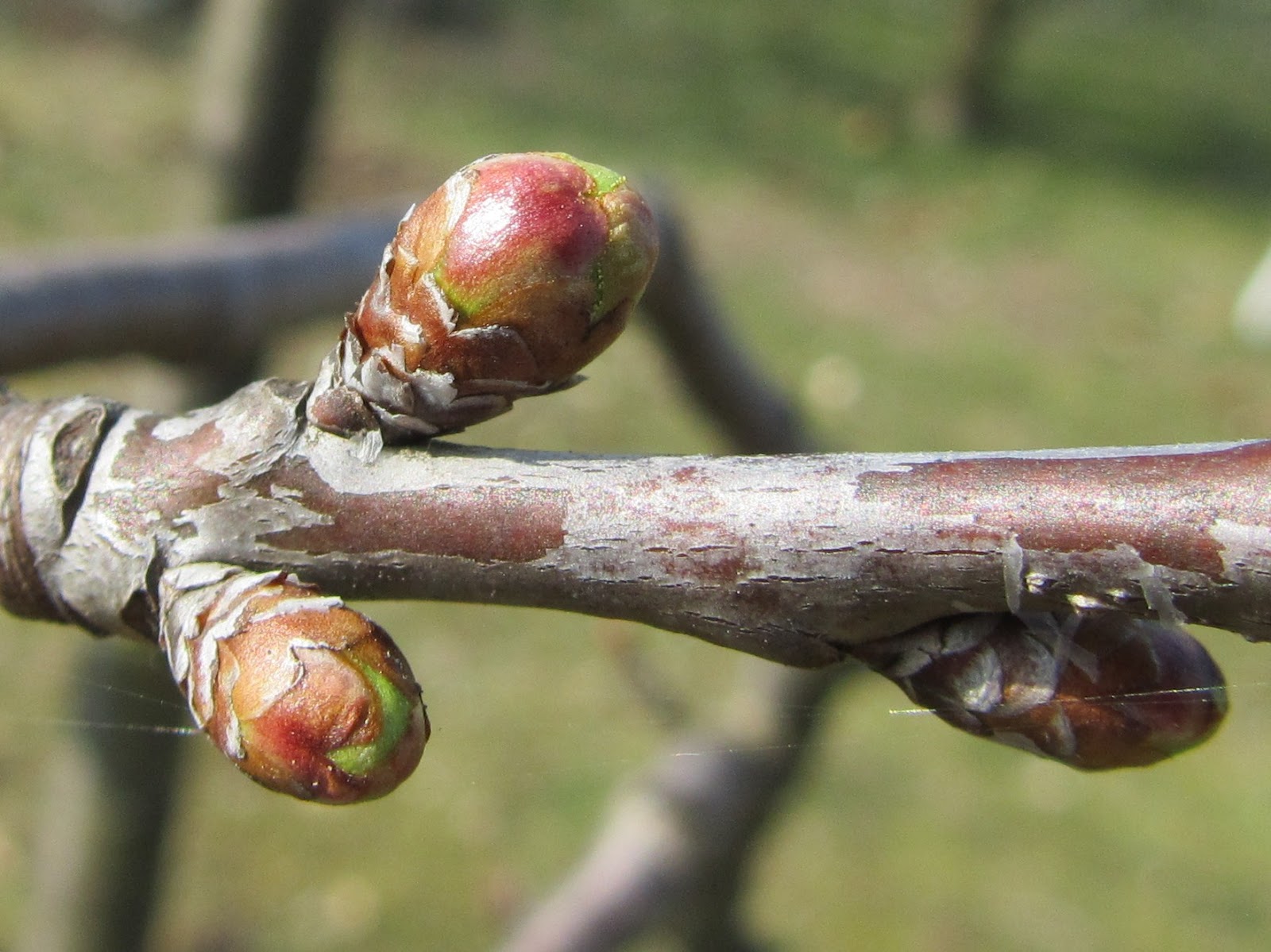 Come Coltivare il Ciliegio (Prunus avium) | Il Gusto Della Natura