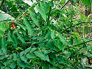 Sweet Leaf - Katuk - Japan Batu | SL Flora