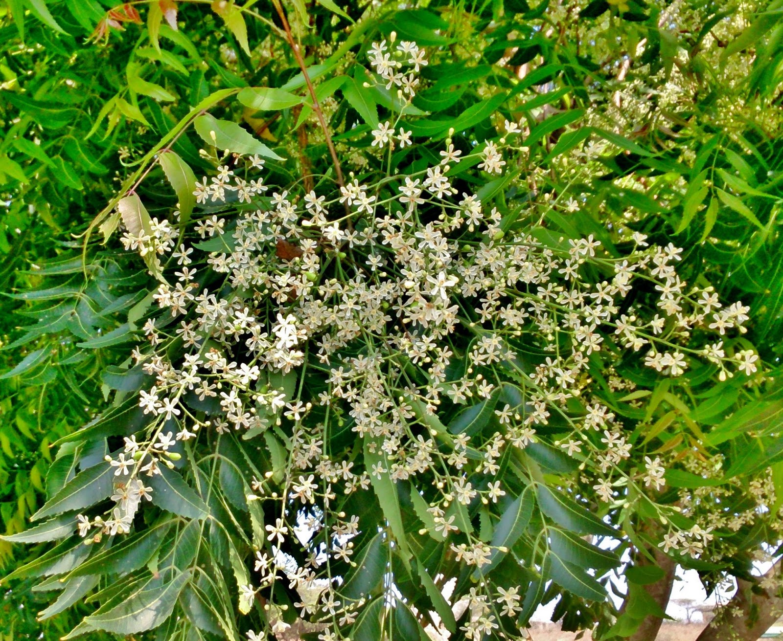 Azadirachta indica o árbol de neem | Flores colombia