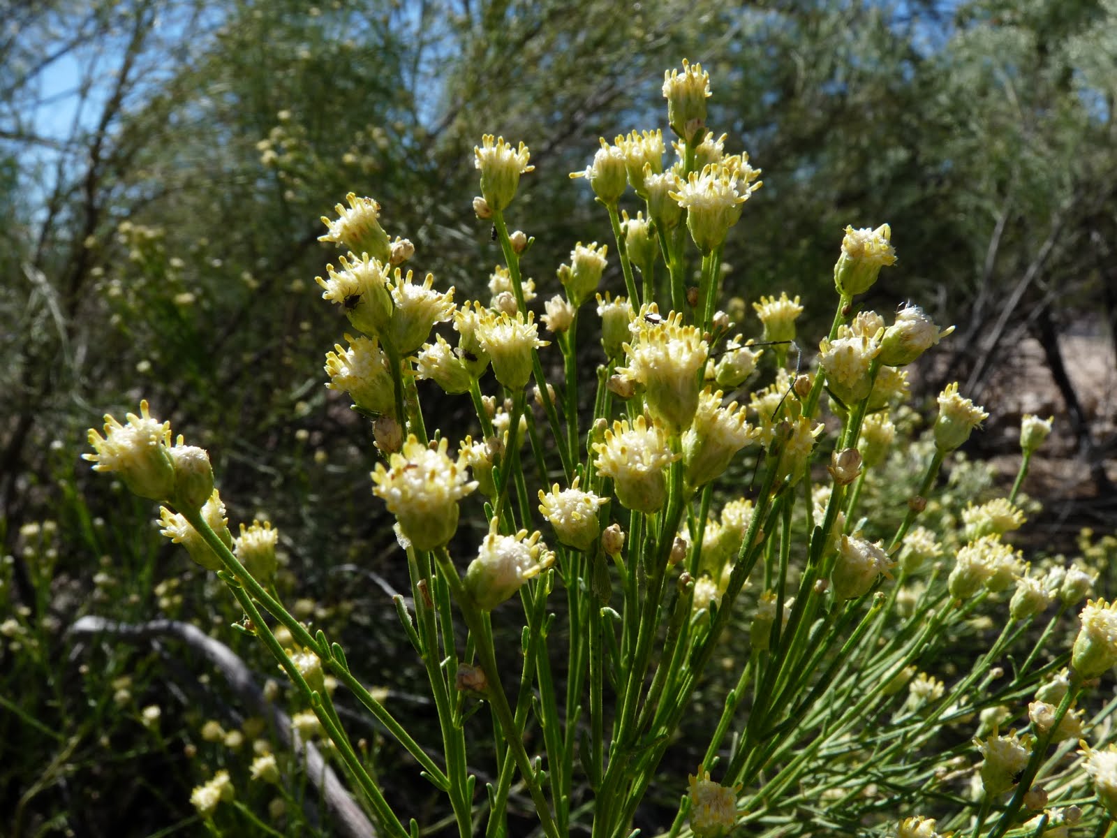 Your Daily Dose of Sabino Canyon: Desert Broom is in bloom