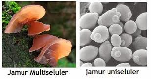 Klasifikasi jamur (fungi) | Pustaka Pandani